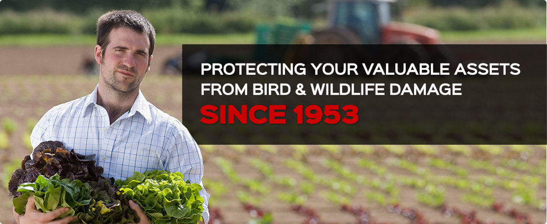 Bird and Wildlife Control ProductsReed-Joseph | Scare Birds and ...