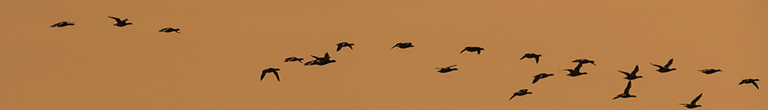 Bird and Wildlife Control Equipment by Reed-Joseph International ...