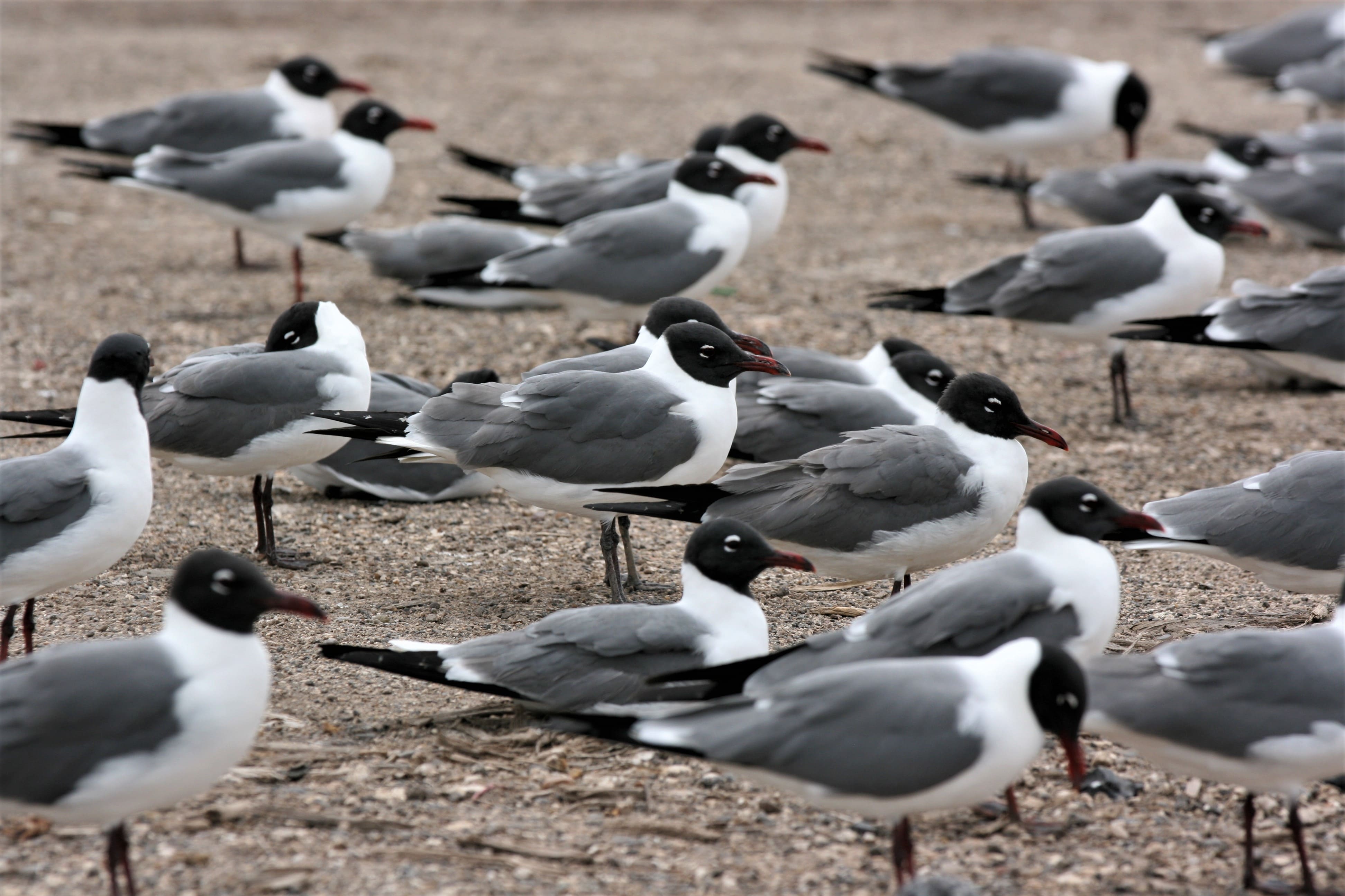 Managing Gulls to Mitigate Nuisance, Health, and Safety Risks - Reed ...