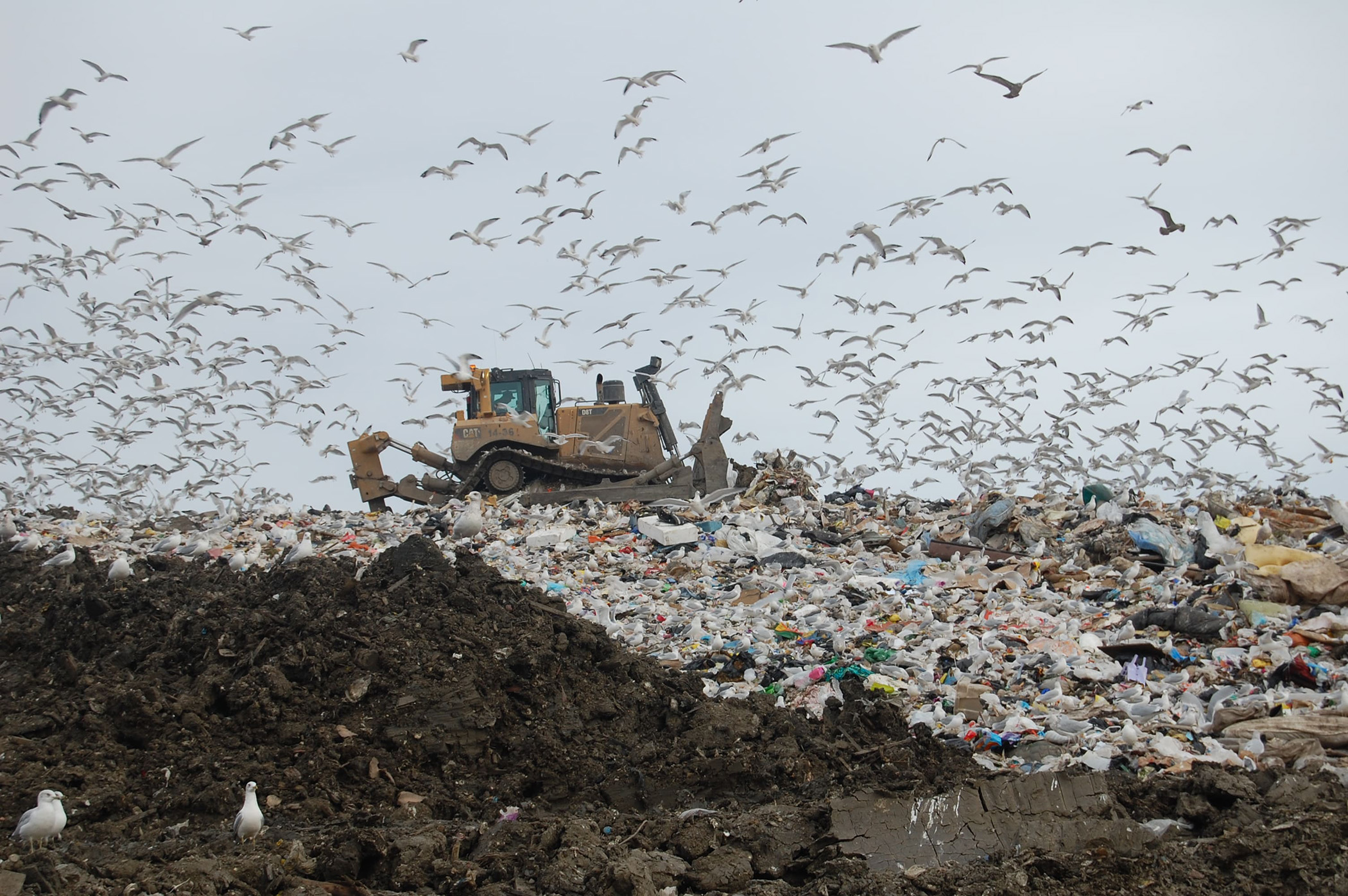 Bird Control and Management on Sanitary Landfills - Reed-JosephReed-Joseph